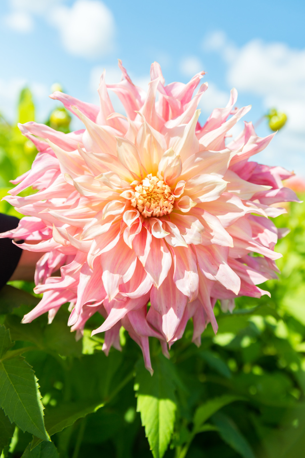 FAM flower farm + give-away! • Zilverblauw