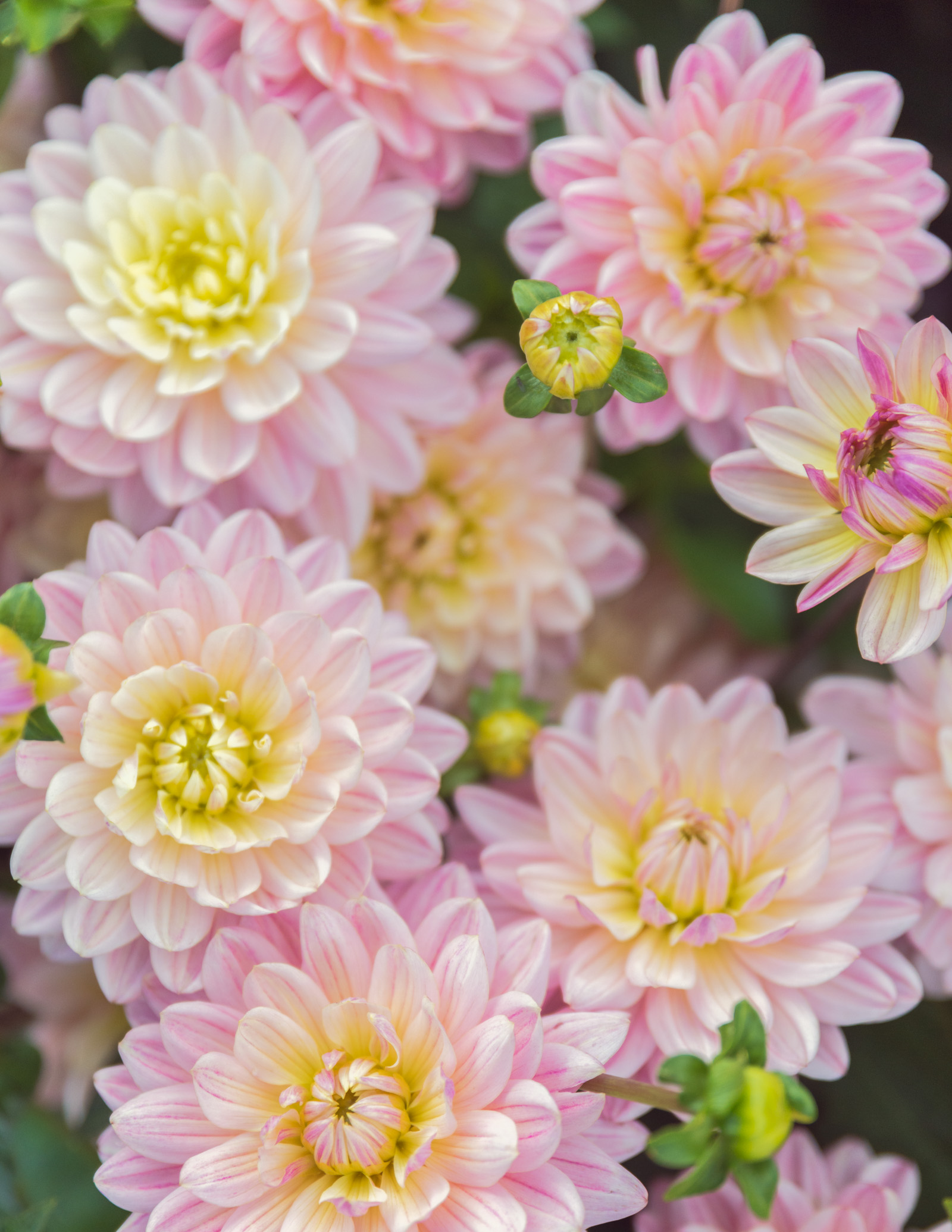 FAM flower farm + give-away! • Zilverblauw